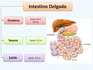 Intestino Delgado Anatomía y Fisiología .pptx