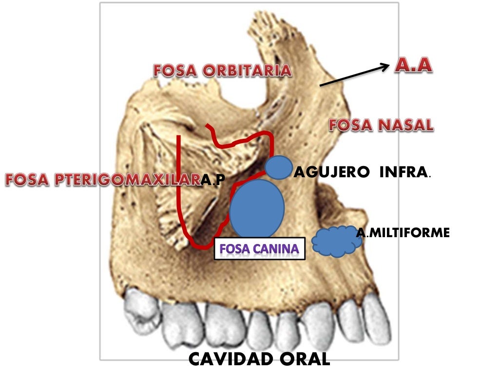 Expo jenny-maxi-superior