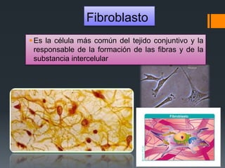 Tejido conectivo laxo | PPTX