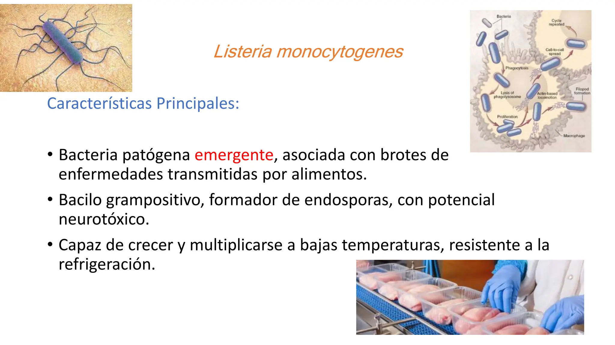 PRINCIPALES BACTERIAS PATOGENAS EN ALIMENTOS | PPTX