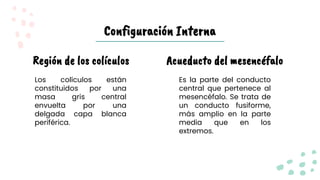 Mesencefalo | PPTX
