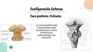 Mesencefalo | PPTX