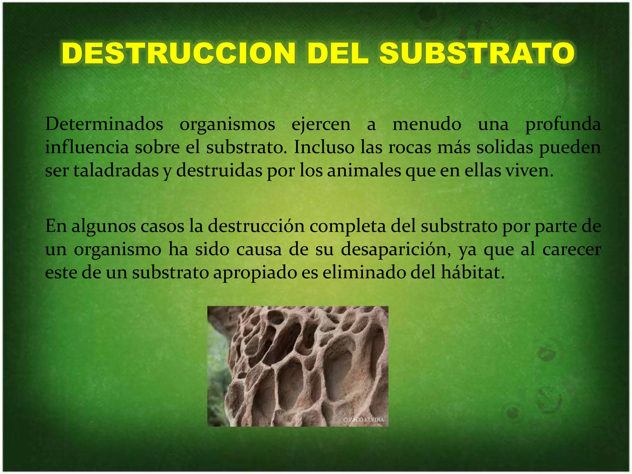 Expo 1 el substrato | PPTX