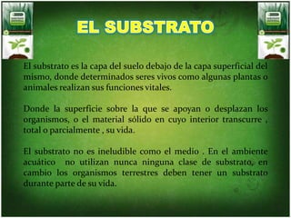 Expo 1 el substrato | PPTX