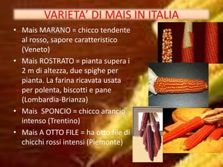 Expo2015 il mais in monza e brianza | PPT