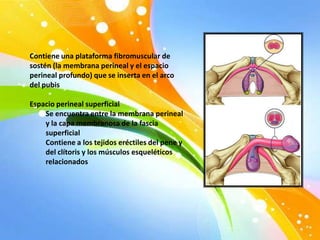 Expo 2 anatomia | PPTX