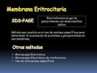 Eritrocitos y Leucocitos | PPTX