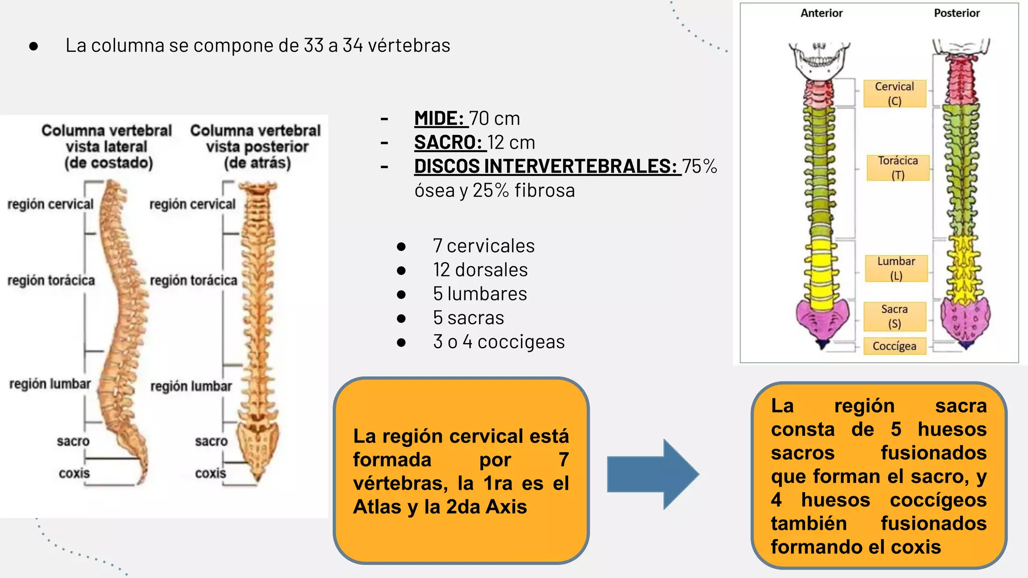 Expo 5 Columna.pdf