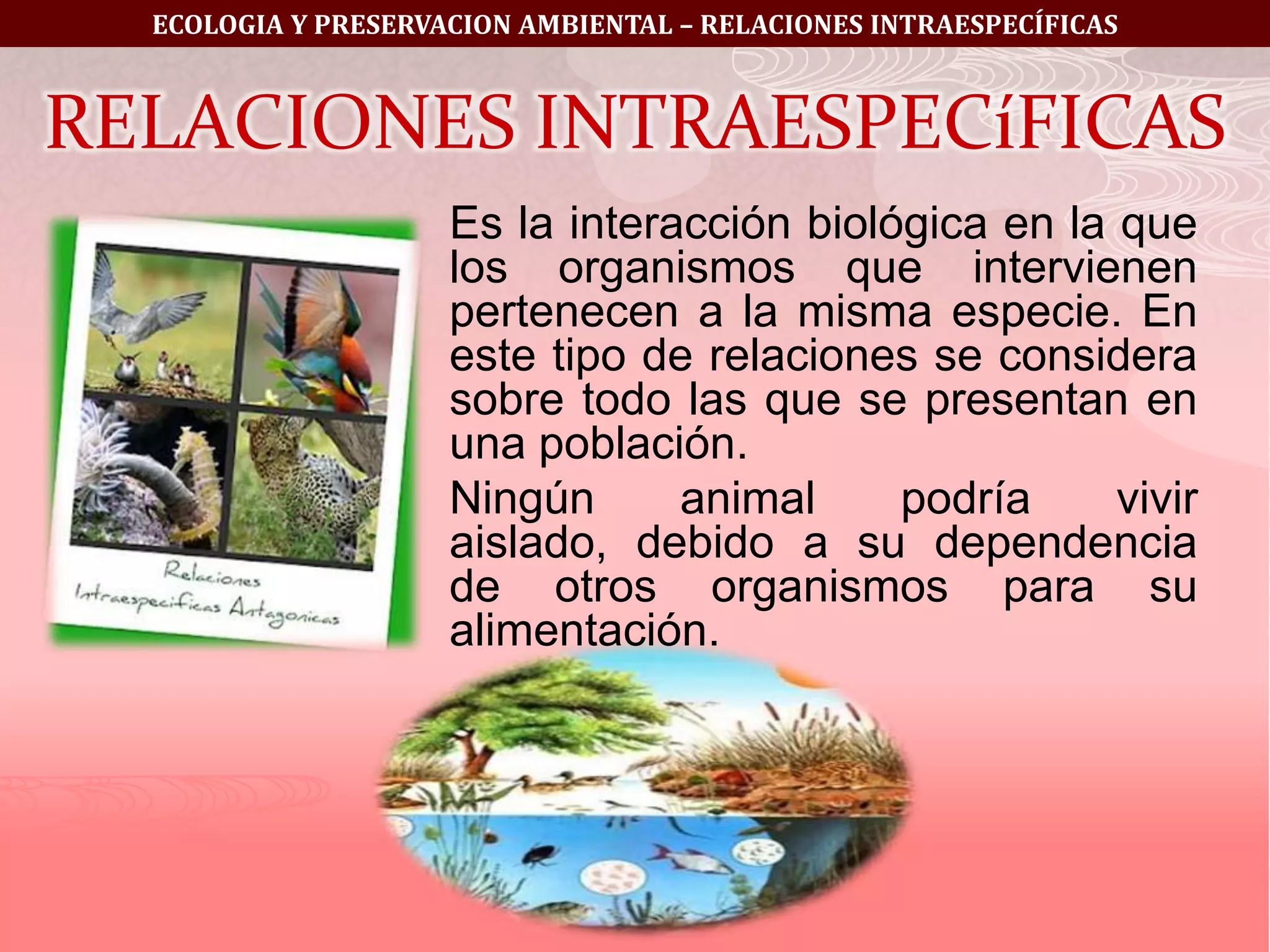 Expo 6 relaciones intraespecificas | PPTX | Biological Sciences | Science