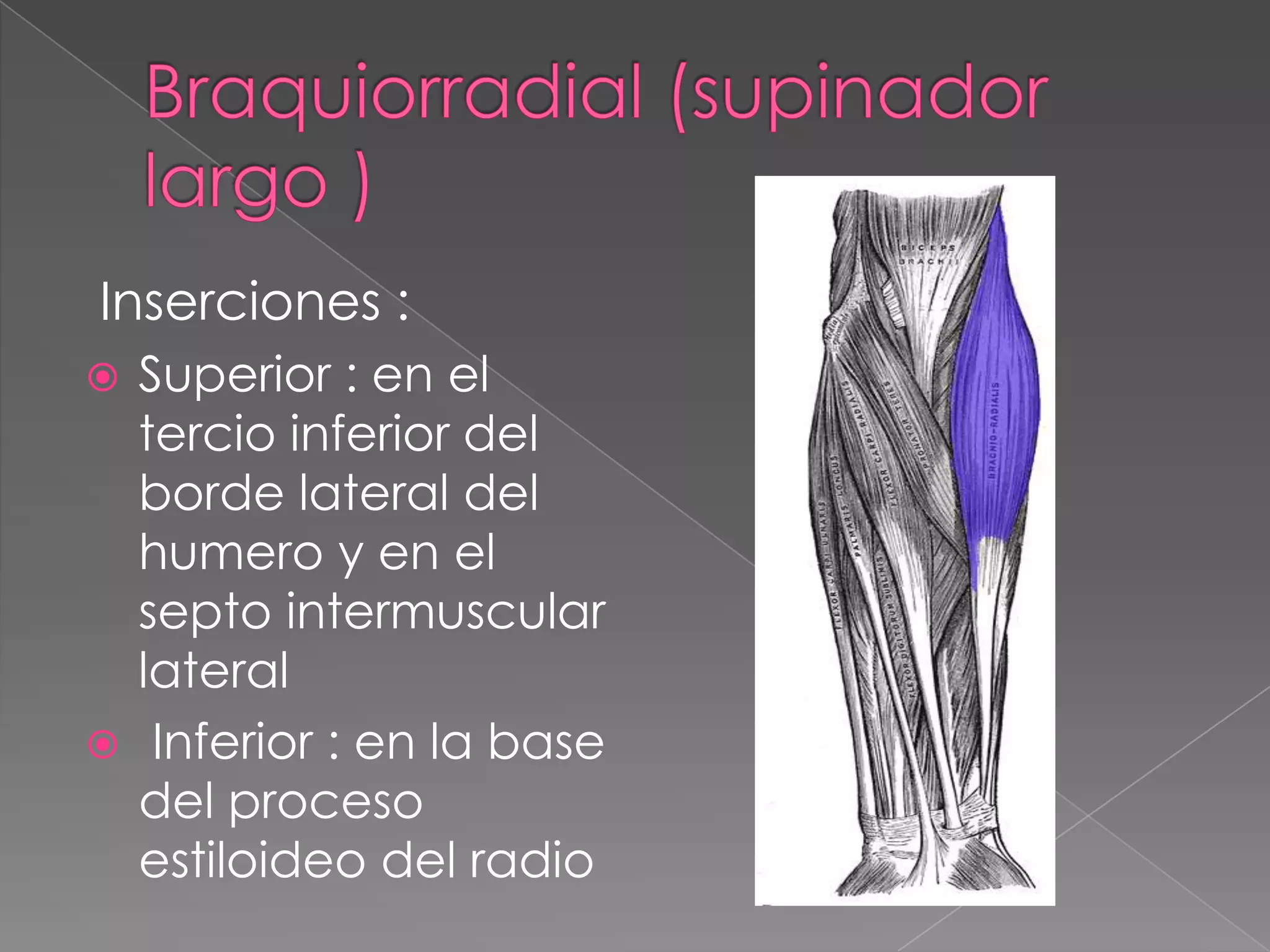 EQUIPO 8 TEMA 2 músculos del antebrazo (posterior y lateral) | PPTX