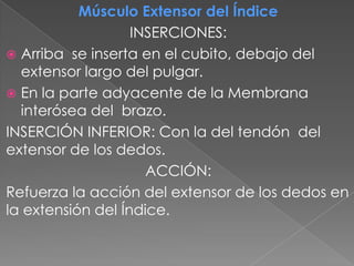EQUIPO 8 TEMA 2 músculos del antebrazo (posterior y lateral) | PPTX