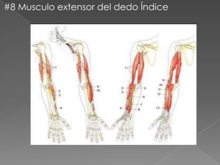 EQUIPO 8 TEMA 2 músculos del antebrazo (posterior y lateral) | PPTX