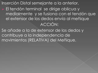 EQUIPO 8 TEMA 2 músculos del antebrazo (posterior y lateral) | PPTX