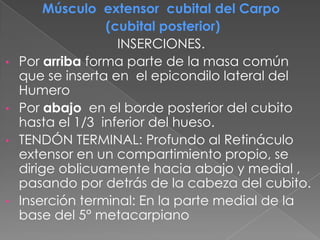 EQUIPO 8 TEMA 2 músculos del antebrazo (posterior y lateral) | PPTX
