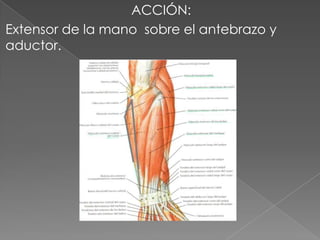 EQUIPO 8 TEMA 2 músculos del antebrazo (posterior y lateral) | PPTX