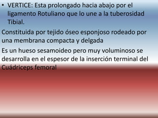 EQUIPO 8 TEMA 3 femur y rotula | PPTX