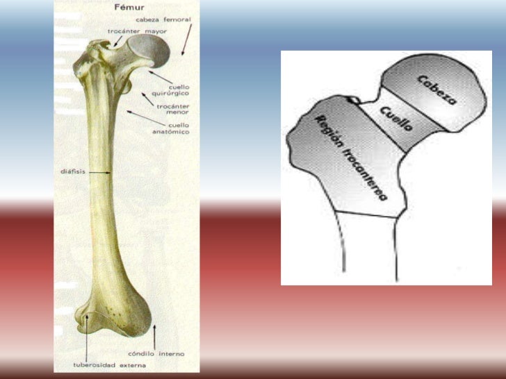 EQUIPO 8 TEMA 3 femur y rotula