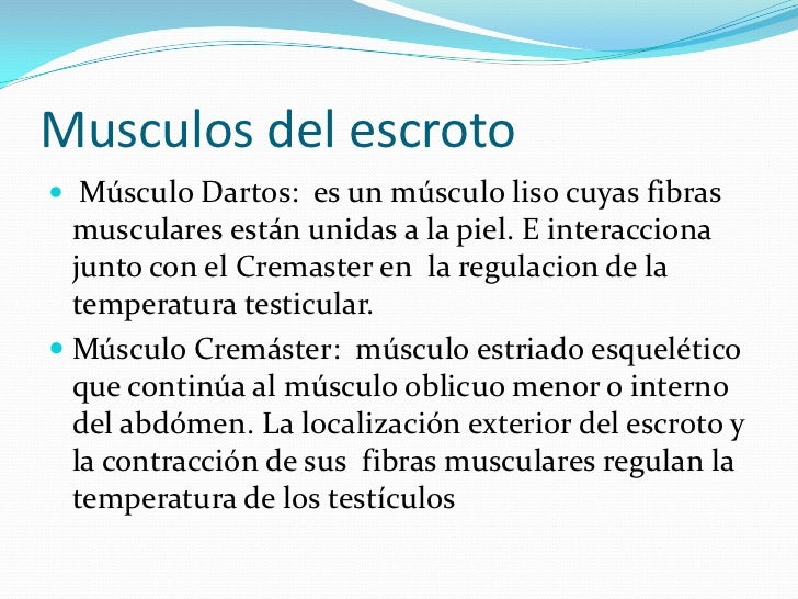Escroto: Anatomía, Irrigación, Inervación Y Función – SXEO