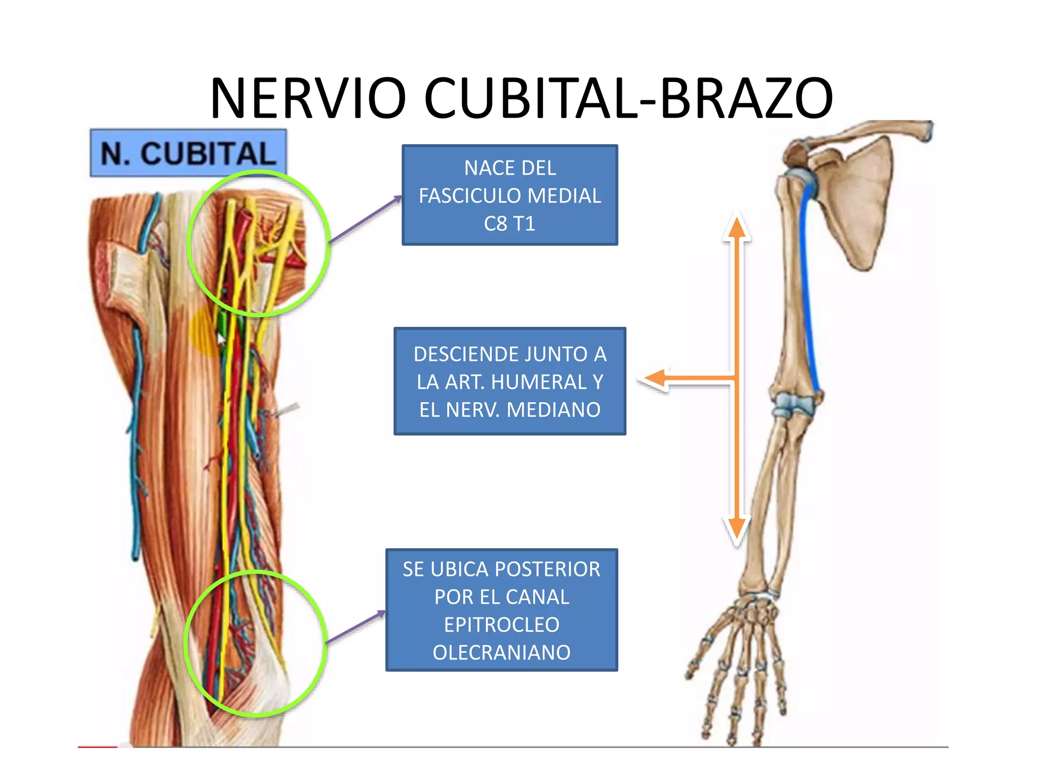 NERVIO CUBITAL - BRAZO | PPTX