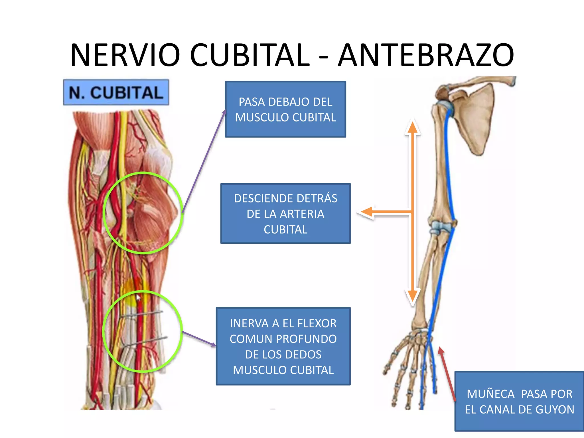 NERVIO CUBITAL - BRAZO