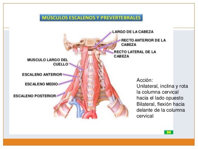 Músculos Escalenos y prevertebrales