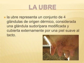 Expo anatomia de la vaca | PPTX
