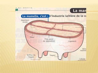 Expo anatomia de la vaca | PPTX