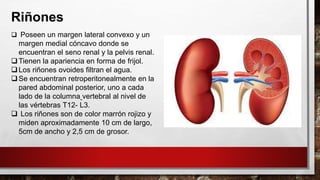 EXPO anatomia del sistema urinario.pptx