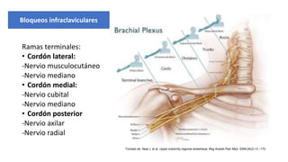 expo anatomia de plexo braquial (1) (1).pptx