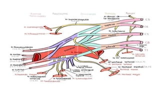 expo anatomia de plexo braquial (1) (1).pptx