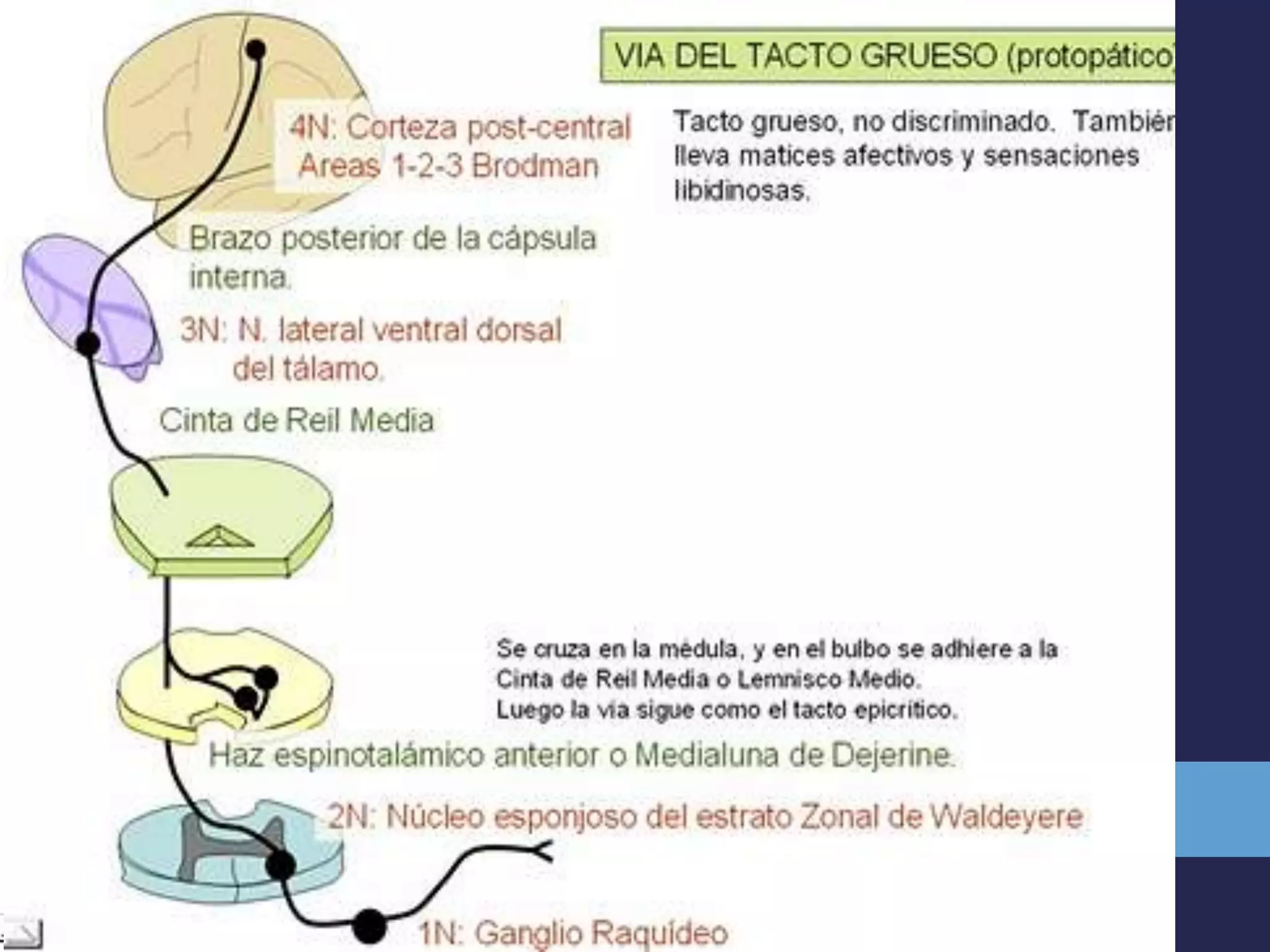 Anatomia y fisiologia del sentido del tacto | PPTX