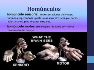 Anatomia y fisiologia del sentido del tacto | PPTX