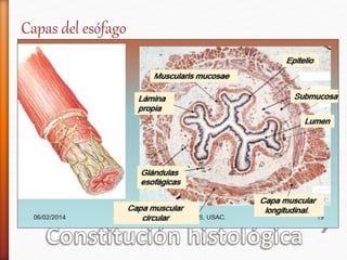 anatomia y fisiologia de esofago estomago e intestinos | PPTX