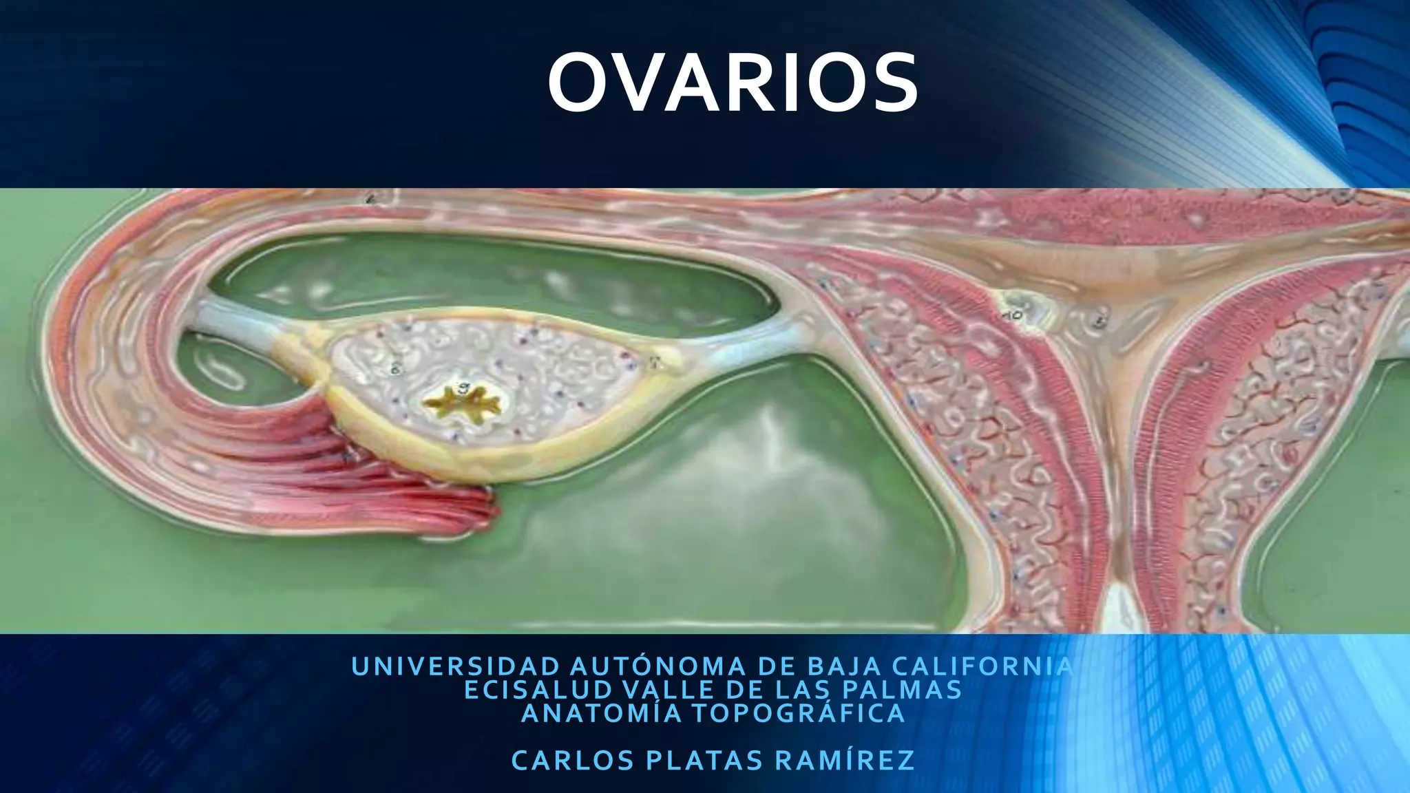 Anatomia del ovario | PPTX
