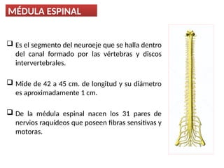 expo anatomia sistema nervioso DE LA CABEZA.pptx