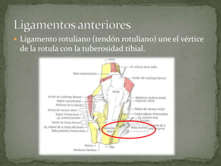 Articulacion Rodilla | PPTX