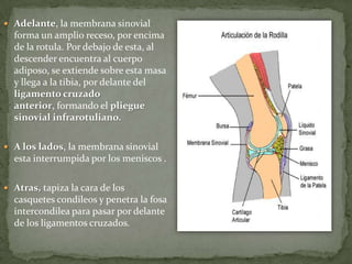 Articulacion Rodilla | PPTX