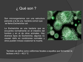 Coliformes fecales | PPTX