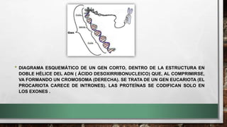 EVOLUCIÓN Y CONCEPTO DEL GEN.pptx