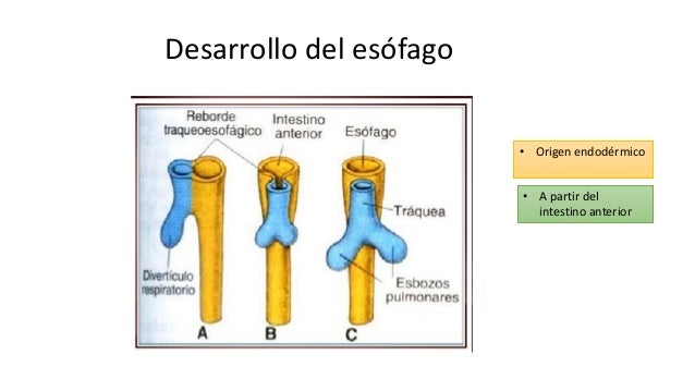 DESARROLLO EMBRIONARIO DE GLÁNDULAS ANEXAS DEL SISTEMA DIGESTIVO