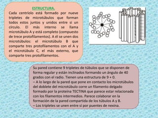 El citoesqueleto | PPTX