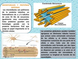 El citoesqueleto | PPTX