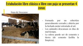 Método de Estabulacion libre clásica y Estabulaciòn libre con cubículos ...