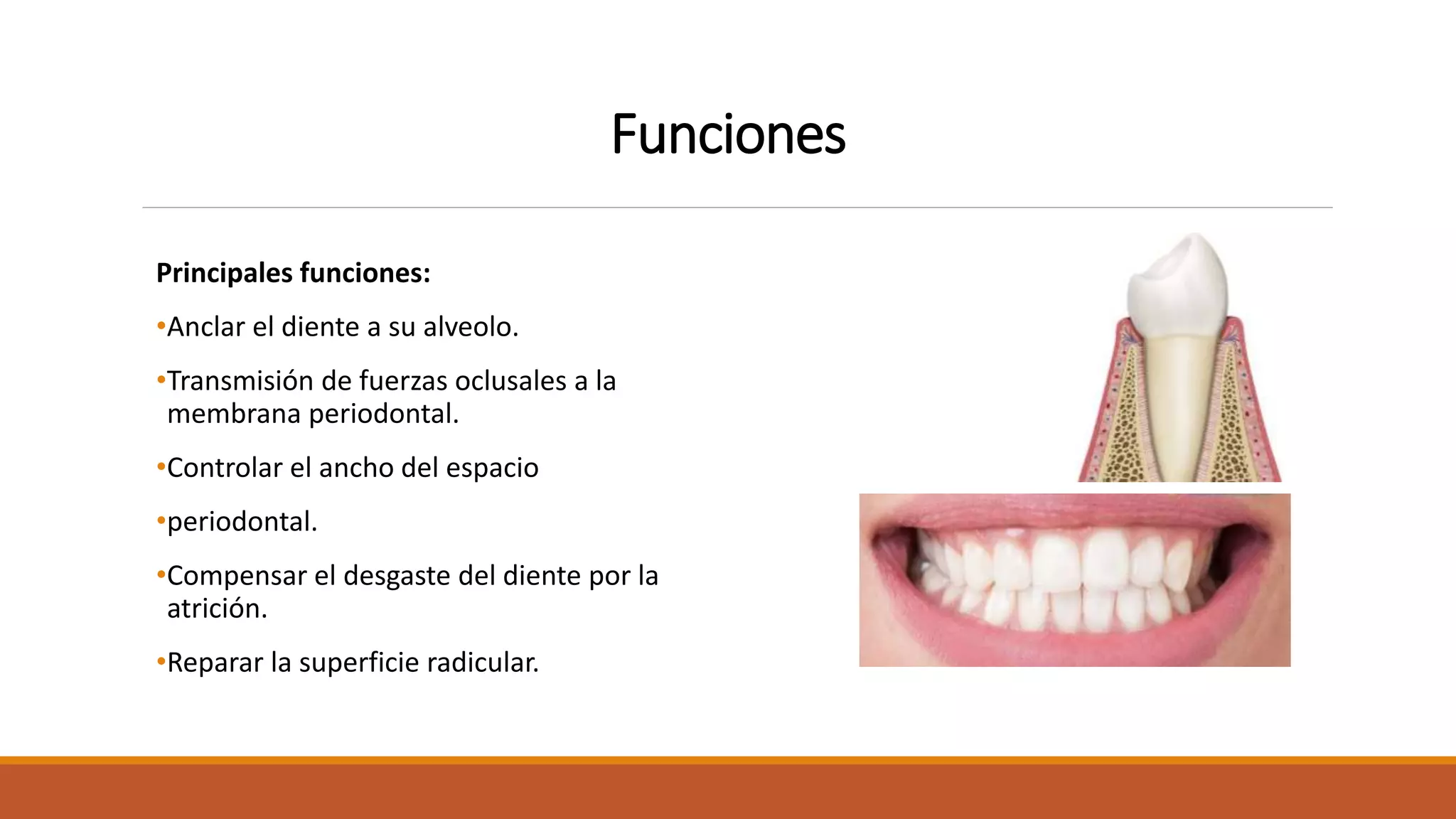 CEMENTO RADICULAR | PPT