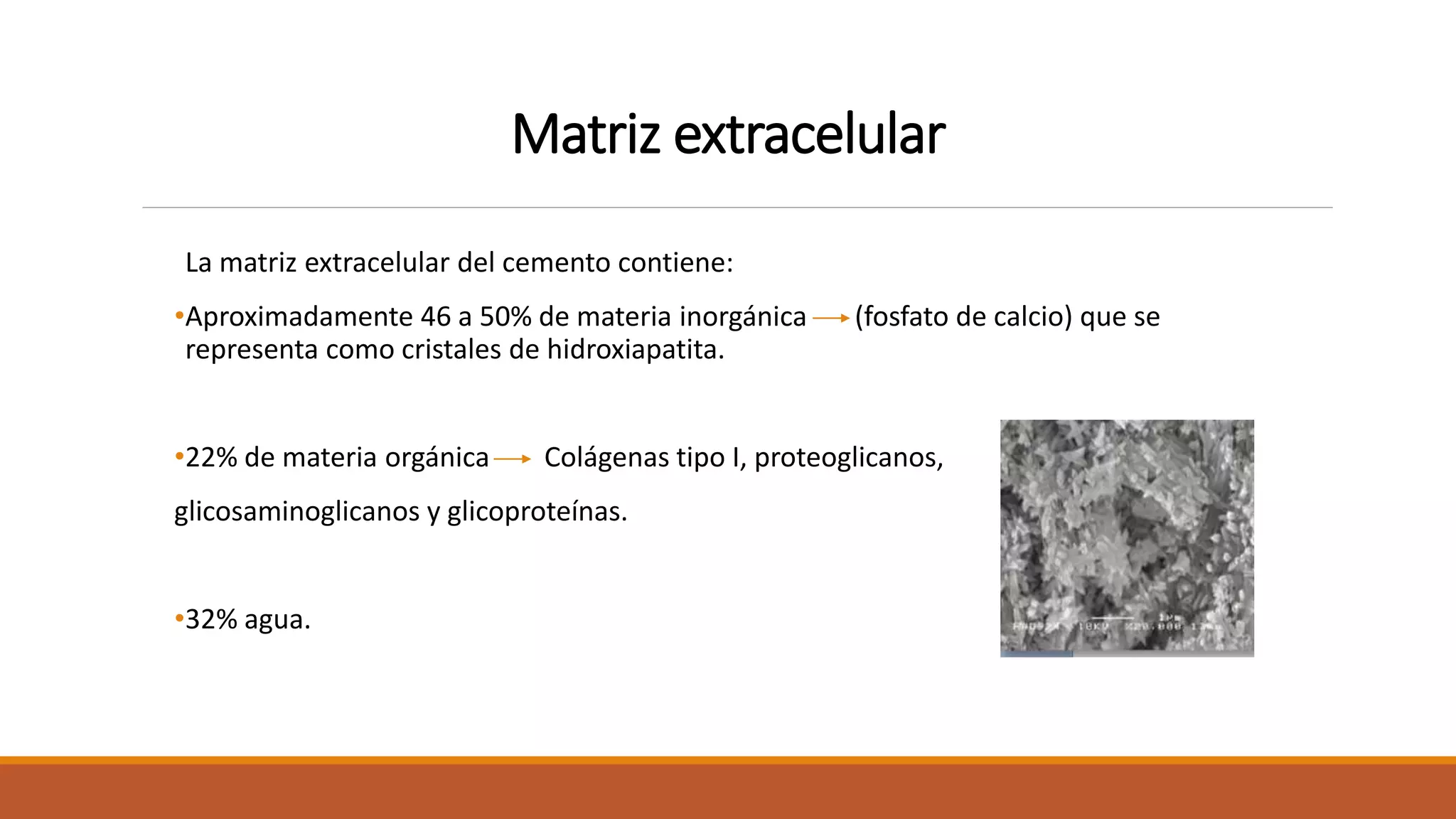 CEMENTO RADICULAR | PPT