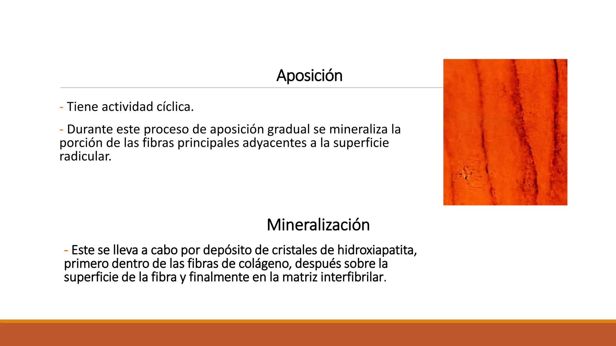 CEMENTO RADICULAR | PPT