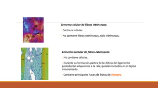 CEMENTO RADICULAR | PPTX
