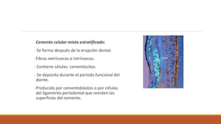 CEMENTO RADICULAR | PPTX