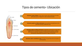 CEMENTO RADICULAR | PPTX