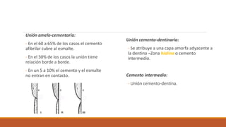 CEMENTO RADICULAR | PPTX